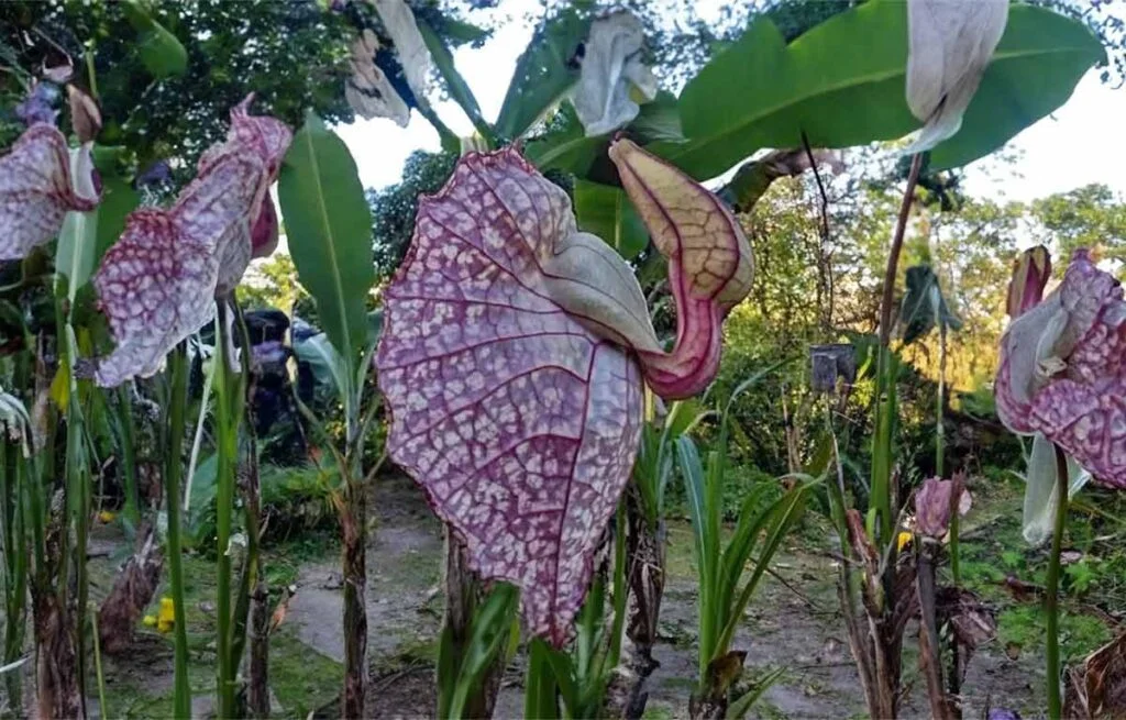 Is Duck Flower Safe? - Futbol Libre